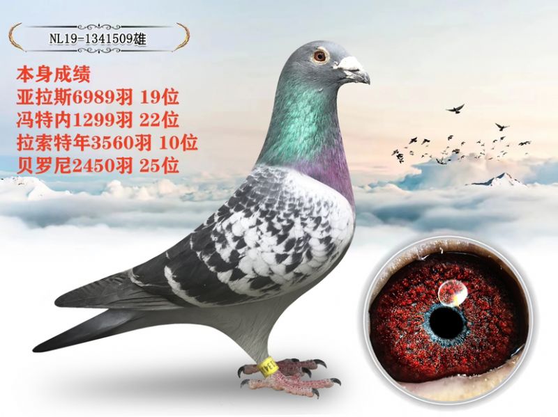 信鸽在线拍卖平台 - 中国信鸽信息网