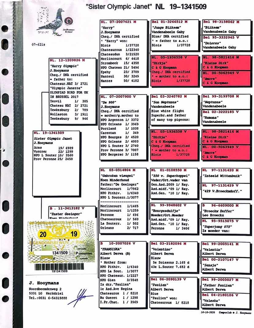 信鸽在线拍卖平台 - 中国信鸽信息网