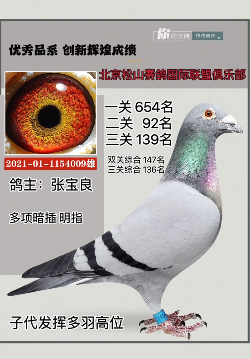 信鸽在线拍卖平台 - 中国信鸽信息网