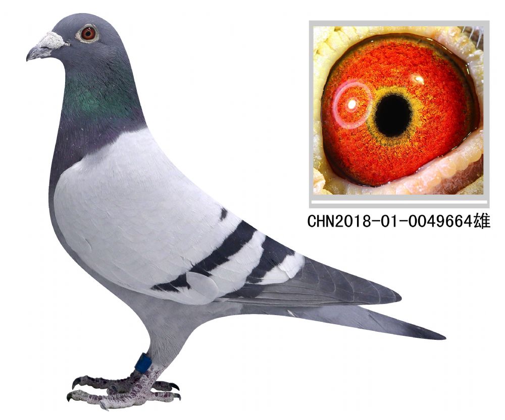 信鸽在线拍卖平台 - 中国信鸽信息网