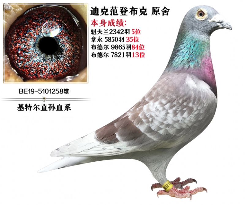 信鸽在线拍卖平台 - 中国信鸽信息网