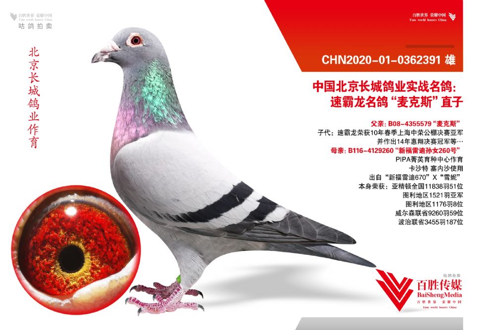 信鸽在线拍卖平台 - 中国信鸽信息网