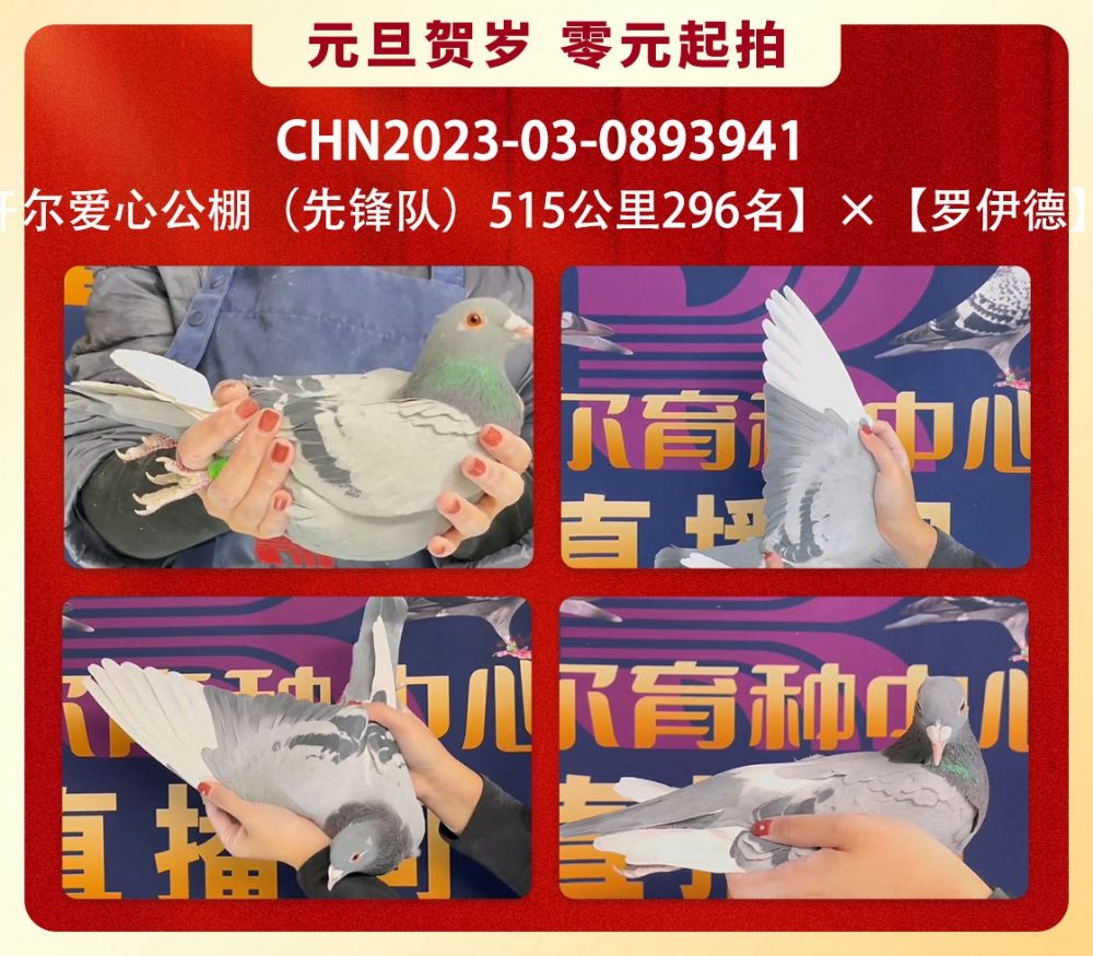 信鸽在线拍卖平台 - 中国信鸽信息网