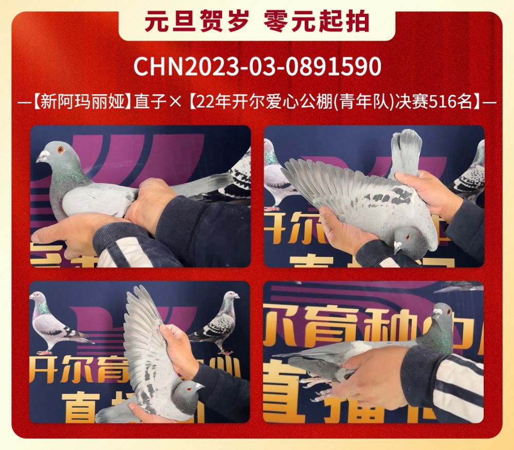 信鸽在线拍卖平台 - 中国信鸽信息网