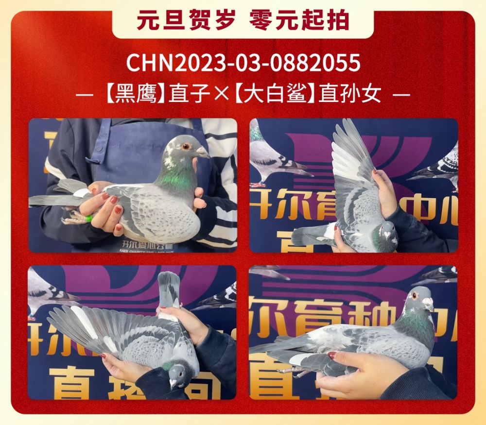 信鸽在线拍卖平台 - 中国信鸽信息网