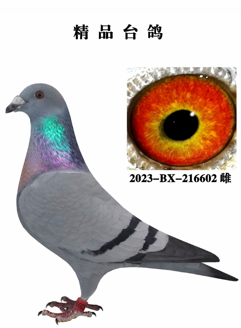 信鸽在线拍卖平台 - 中国信鸽信息网