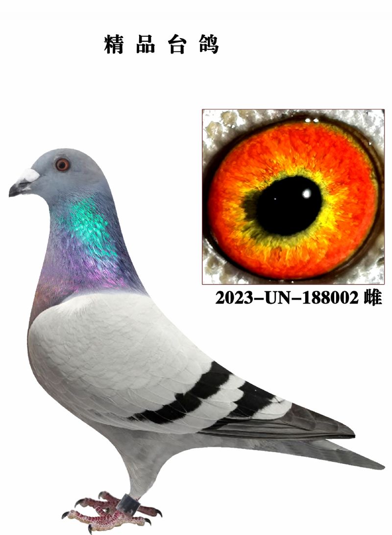 信鸽在线拍卖平台 - 中国信鸽信息网