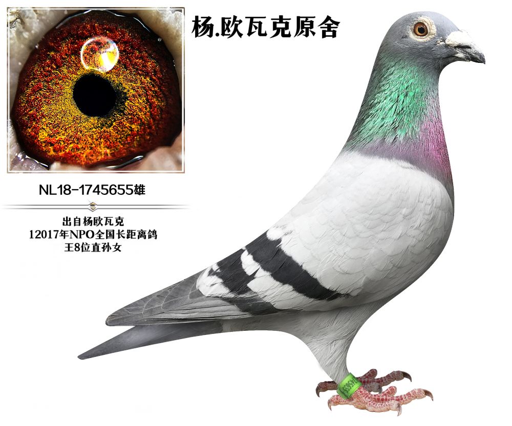 信鸽在线拍卖平台 - 中国信鸽信息网