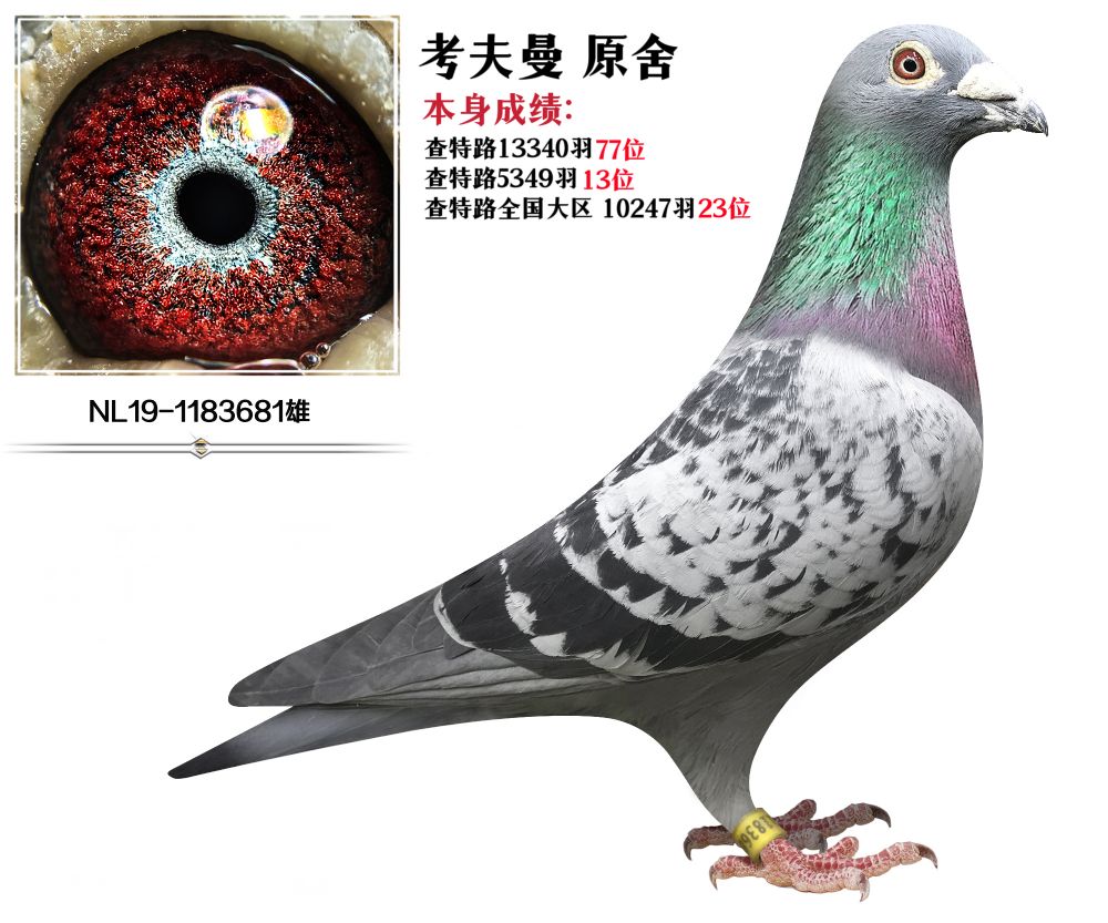 信鸽在线拍卖平台 - 中国信鸽信息网