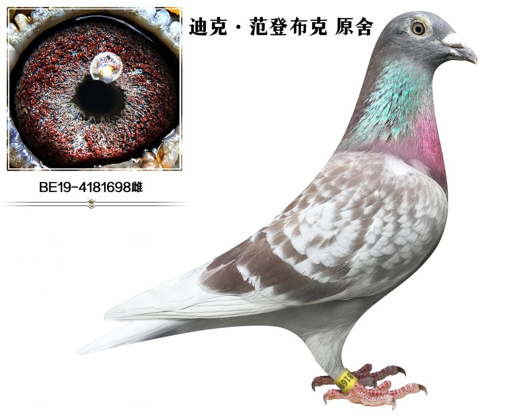 信鸽在线拍卖平台 - 中国信鸽信息网