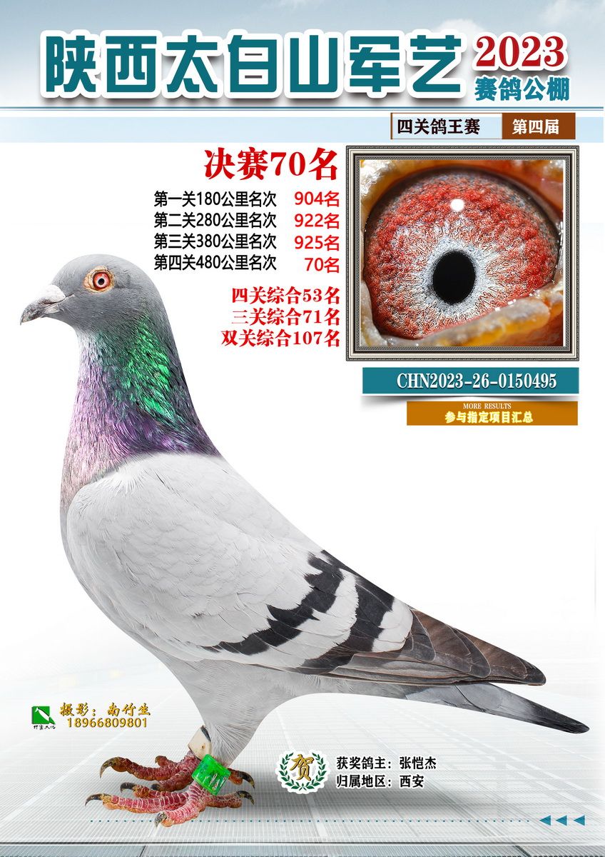 信鸽在线拍卖平台 - 中国信鸽信息网