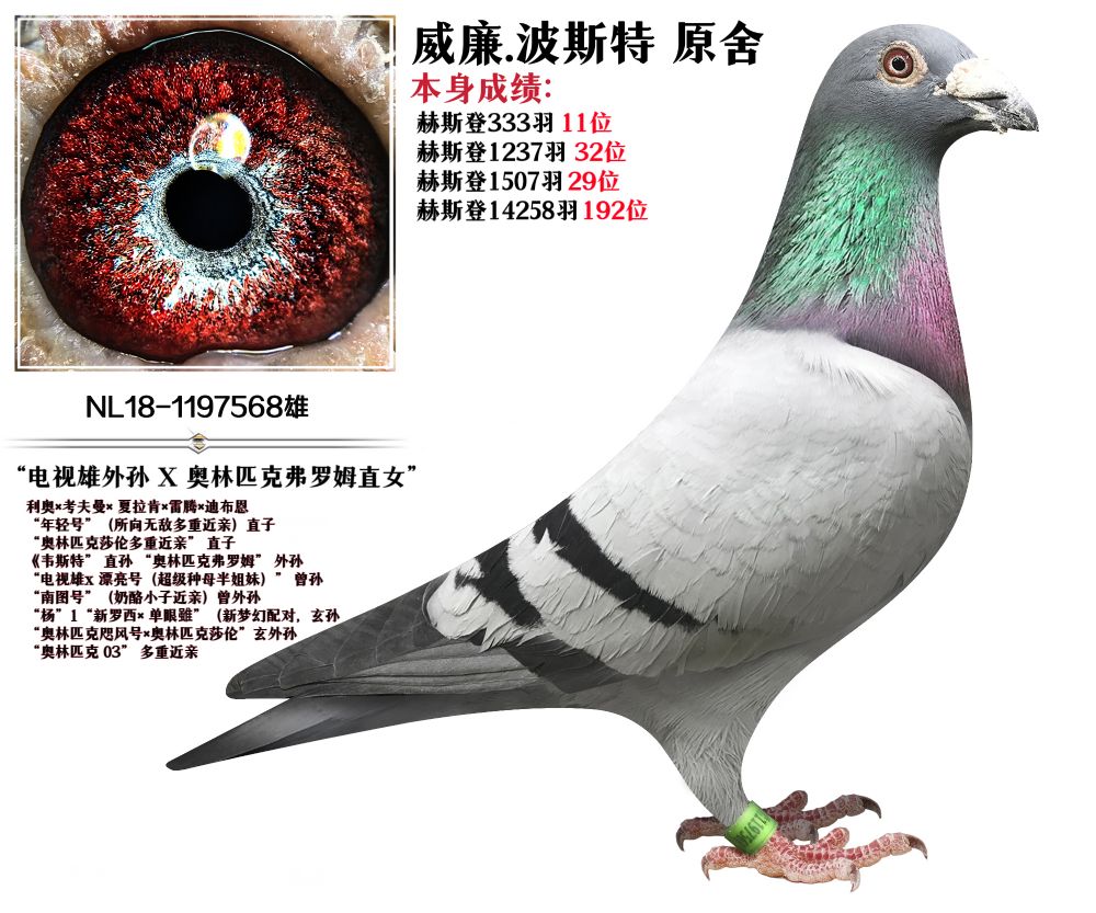 信鸽在线拍卖平台 - 中国信鸽信息网