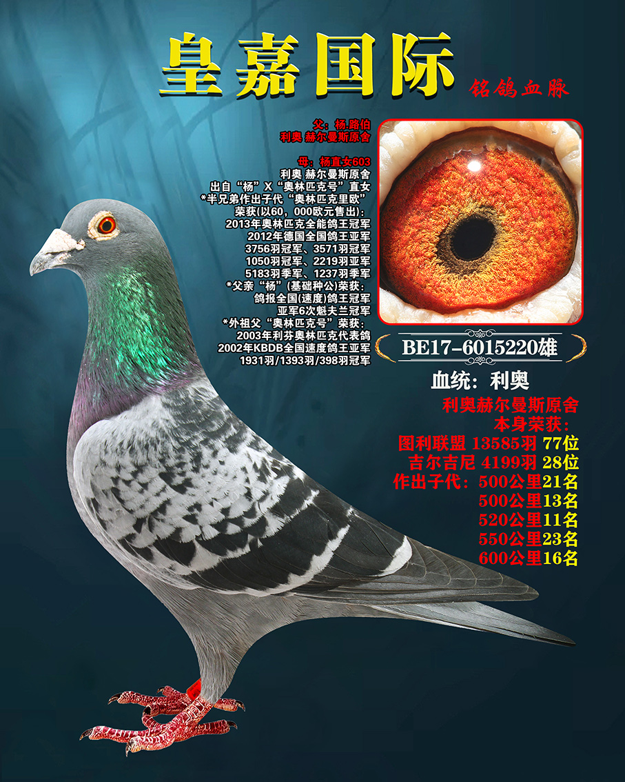 信鸽在线拍卖平台 - 中国信鸽信息网