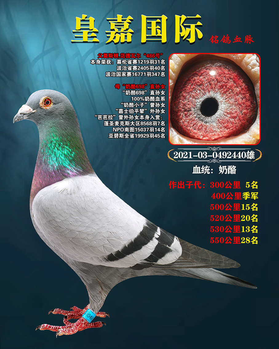 信鸽在线拍卖平台 - 中国信鸽信息网