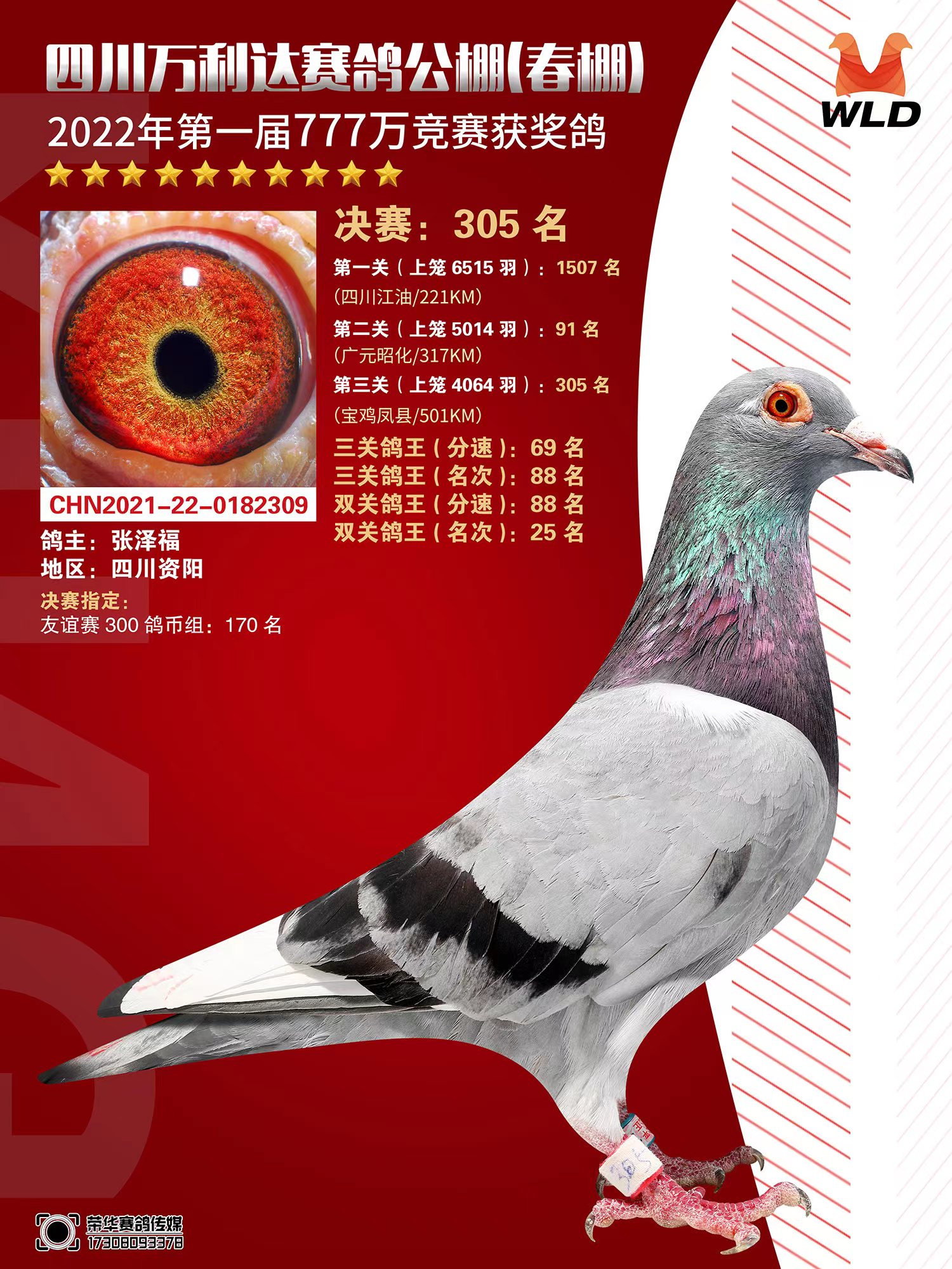 信鸽在线拍卖平台 - 中国信鸽信息网