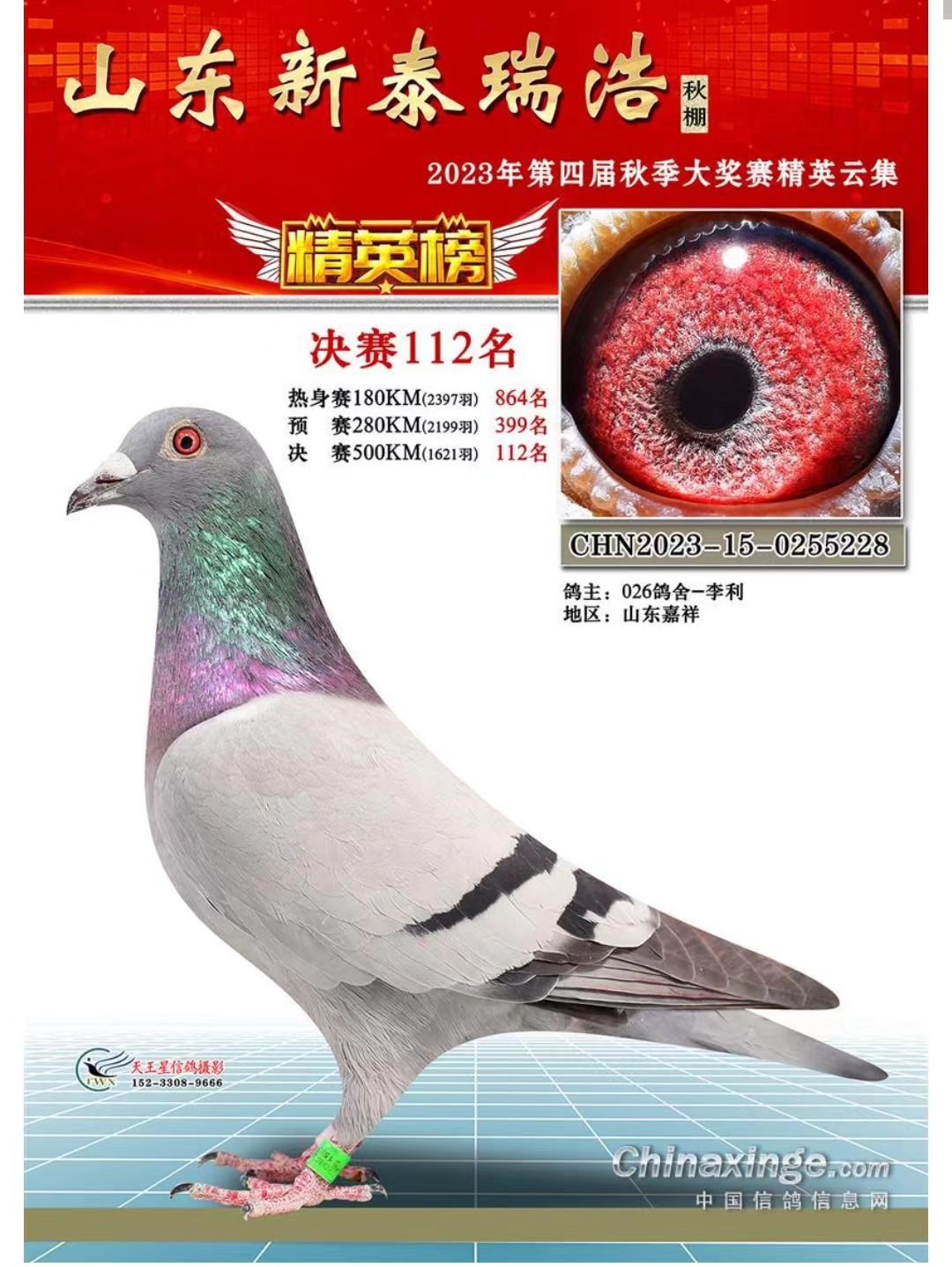 信鸽在线拍卖平台 - 中国信鸽信息网
