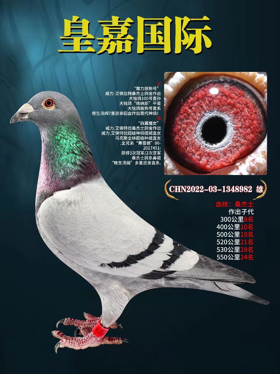 信鸽在线拍卖平台 - 中国信鸽信息网