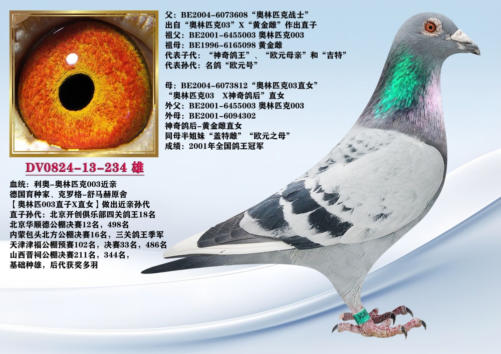 信鸽在线拍卖平台 - 中国信鸽信息网