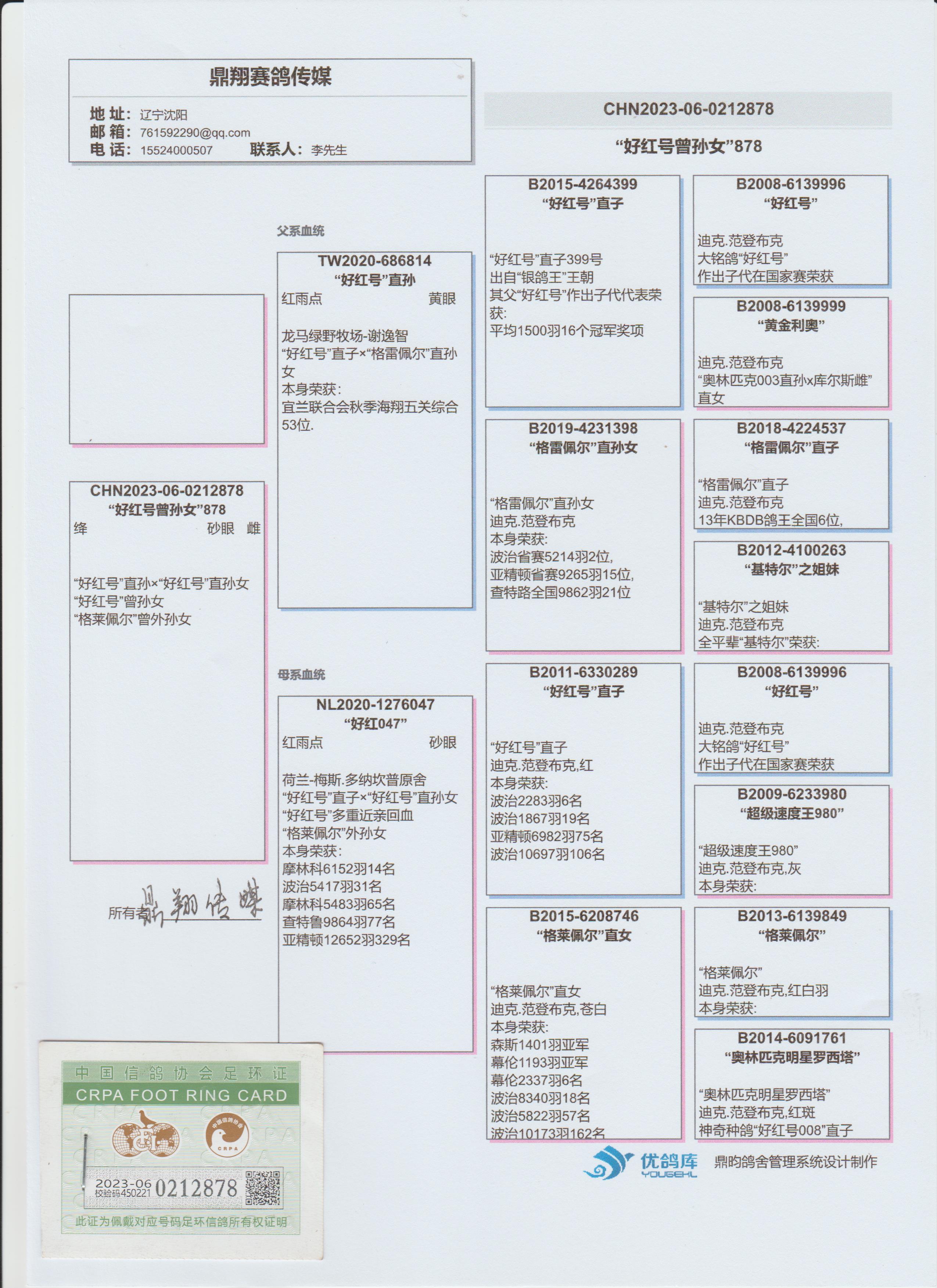 信鸽在线拍卖平台 - 中国信鸽信息网