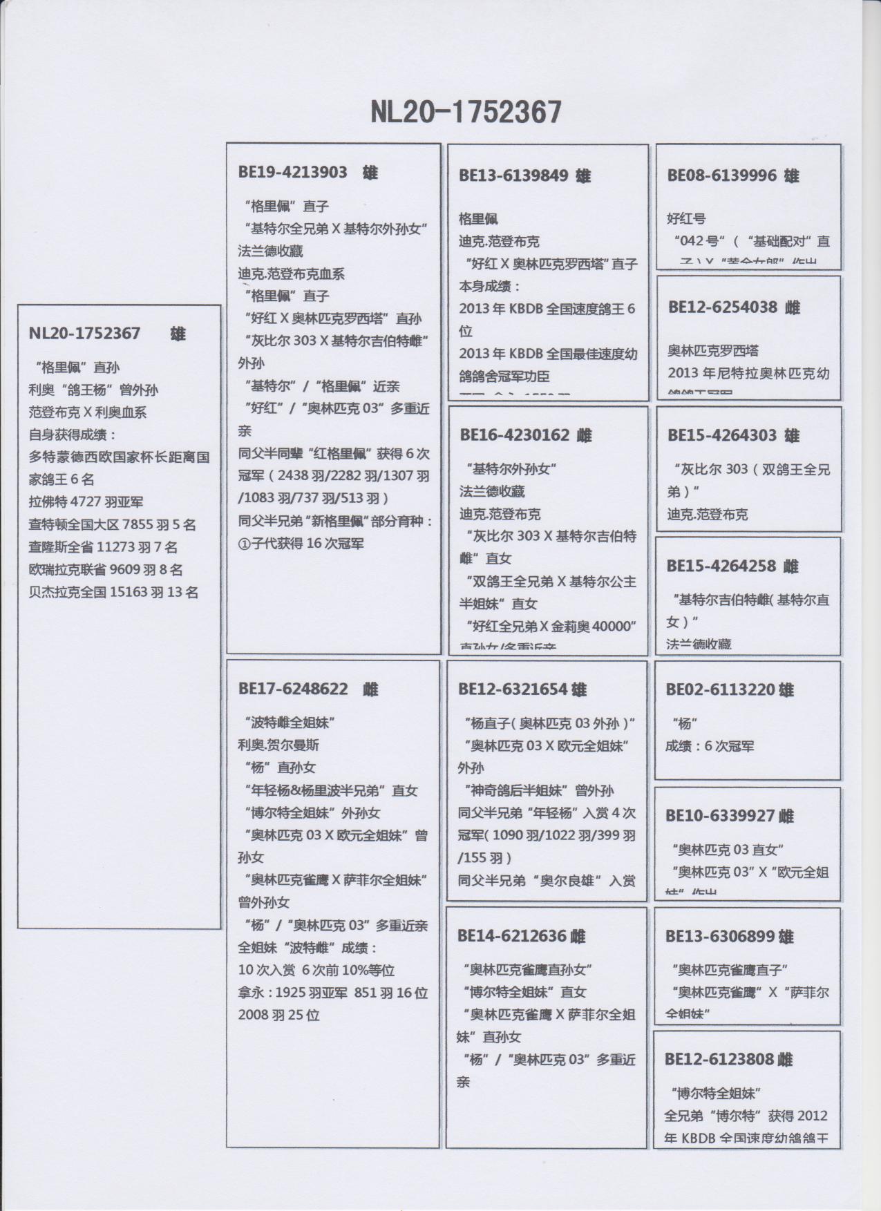 信鸽在线拍卖平台 - 中国信鸽信息网