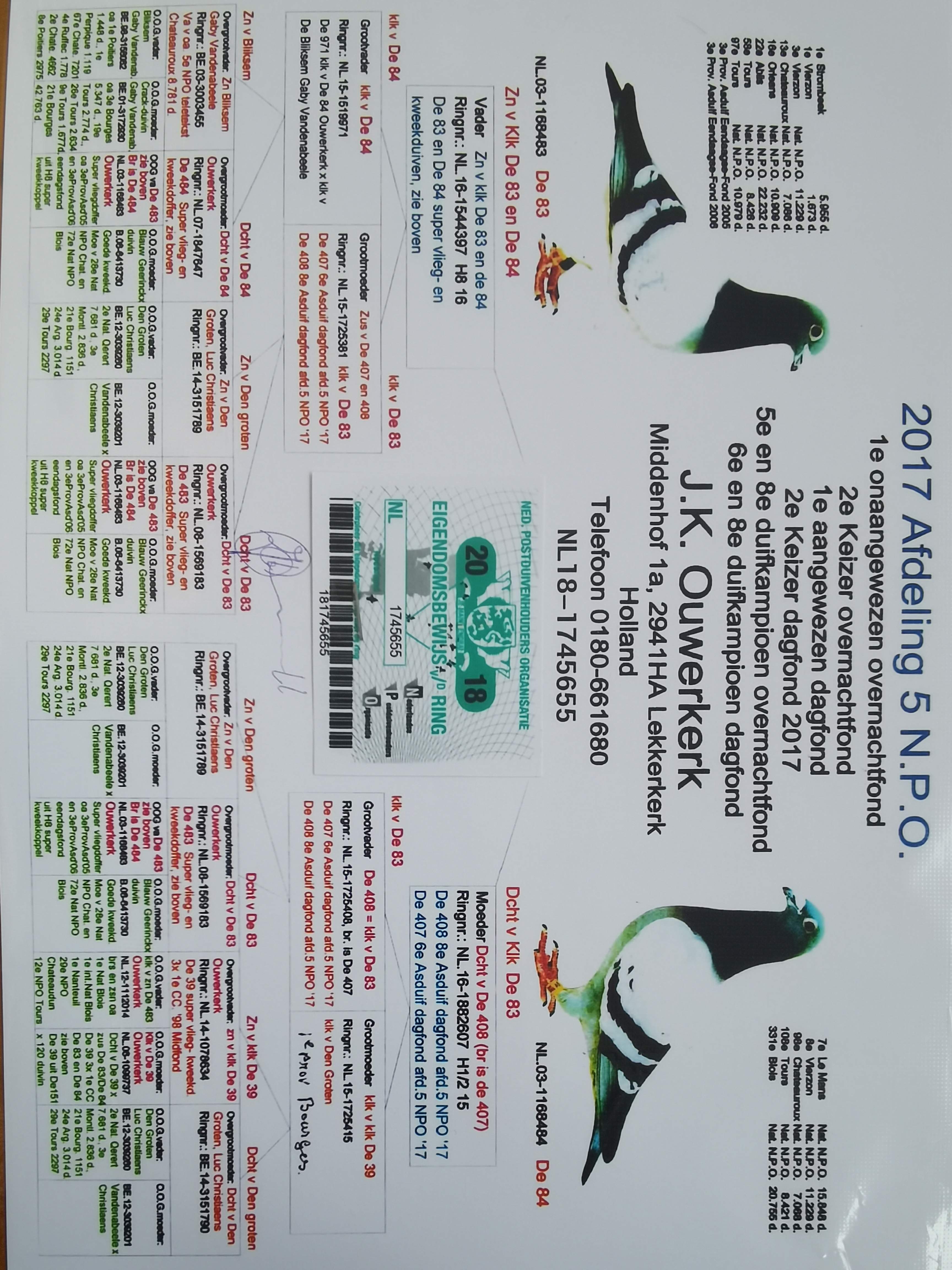 信鸽在线拍卖平台 - 中国信鸽信息网