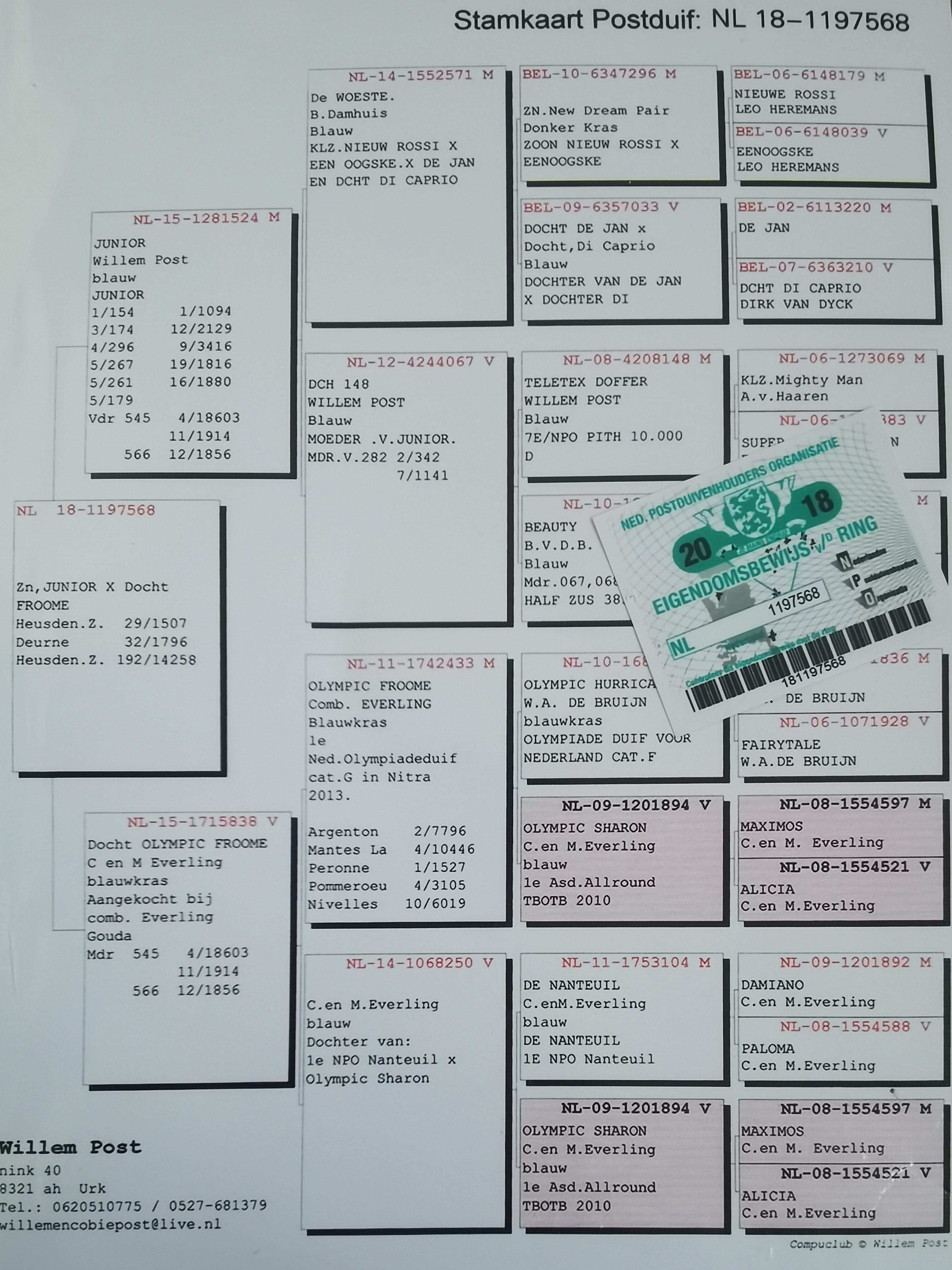 信鸽在线拍卖平台 - 中国信鸽信息网
