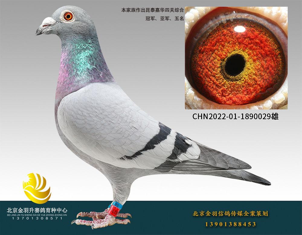 信鸽在线拍卖平台 - 中国信鸽信息网