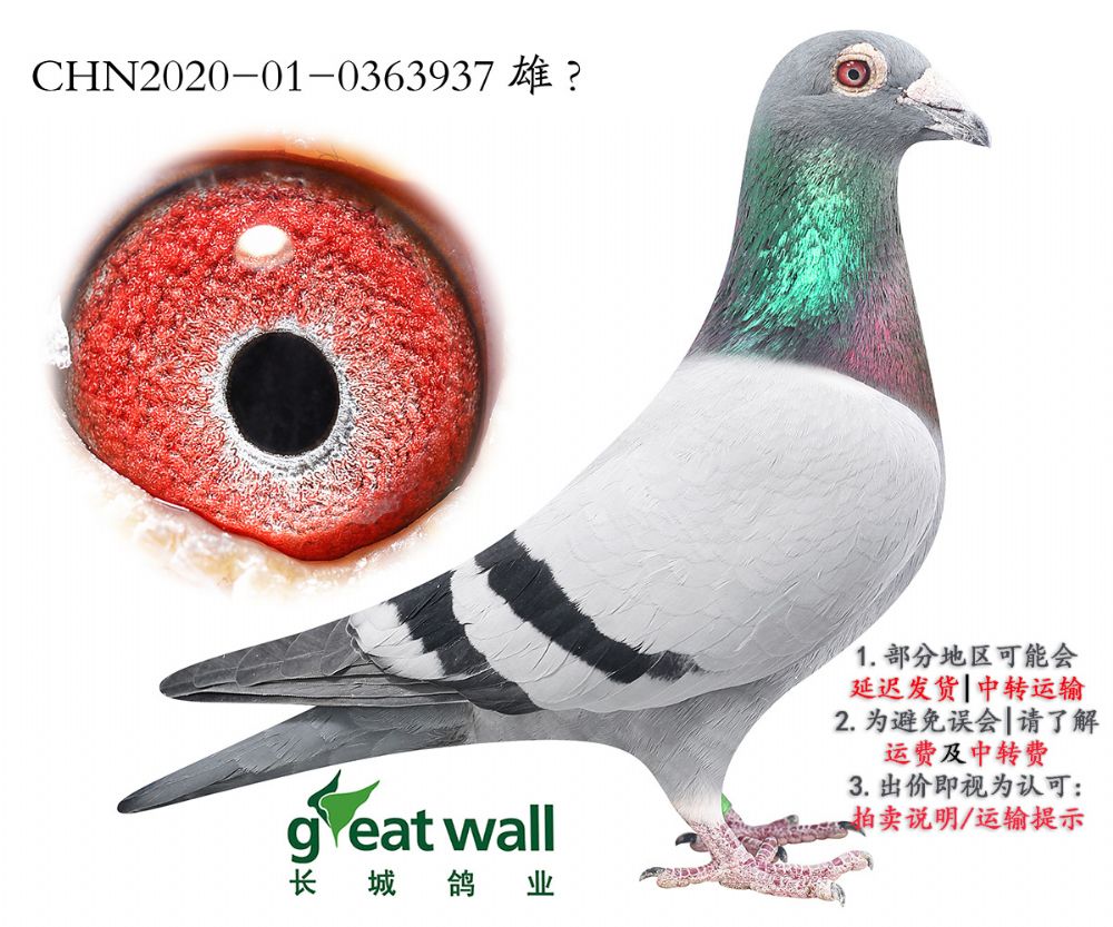 信鸽在线拍卖平台 - 中国信鸽信息网