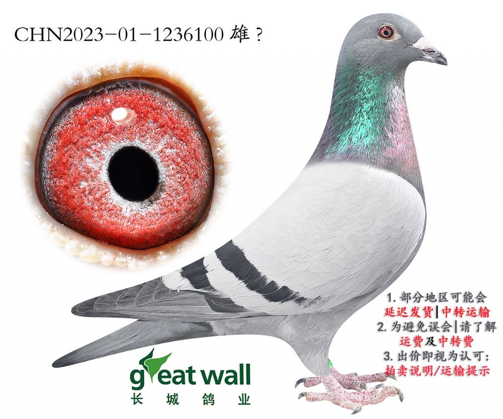 信鸽在线拍卖平台 - 中国信鸽信息网