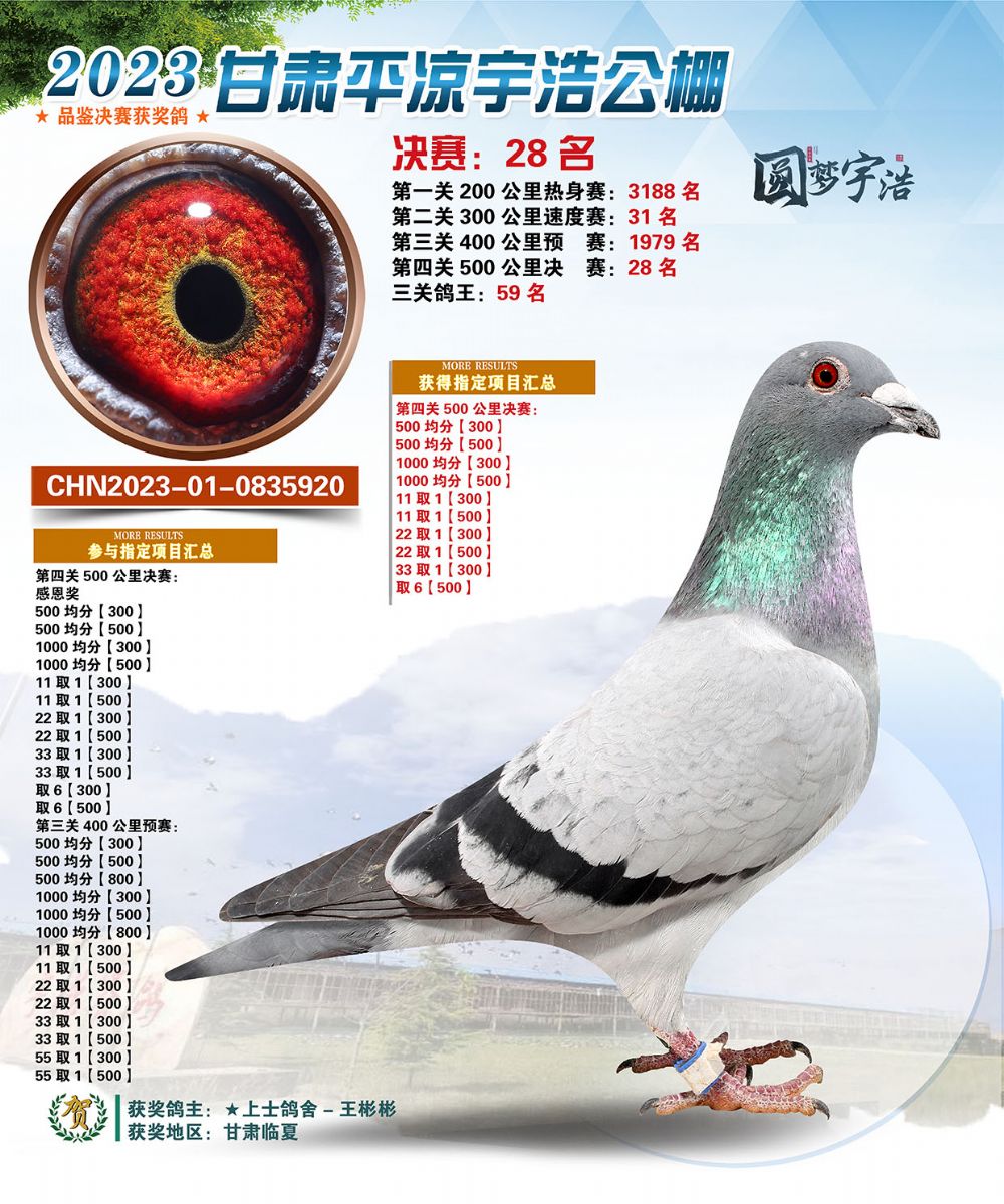 信鸽在线拍卖平台 - 中国信鸽信息网