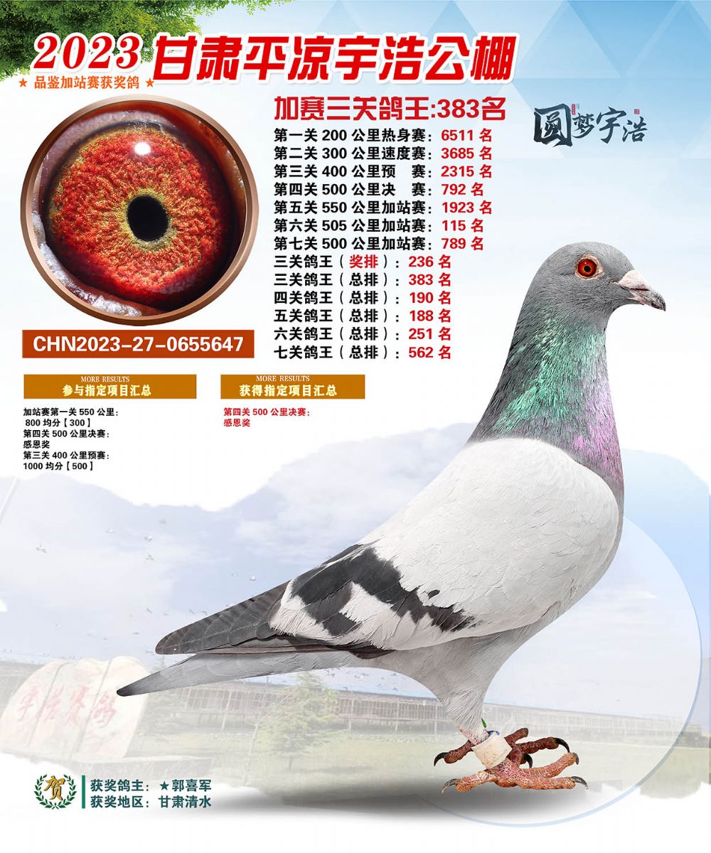 信鸽在线拍卖平台 - 中国信鸽信息网