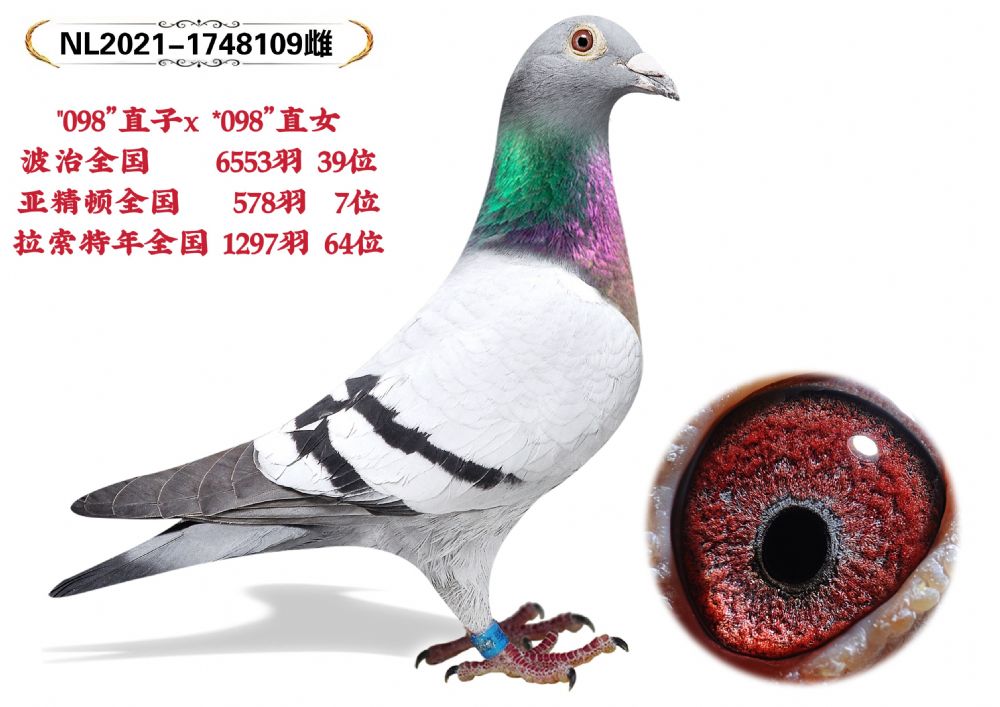 信鸽在线拍卖平台 - 中国信鸽信息网