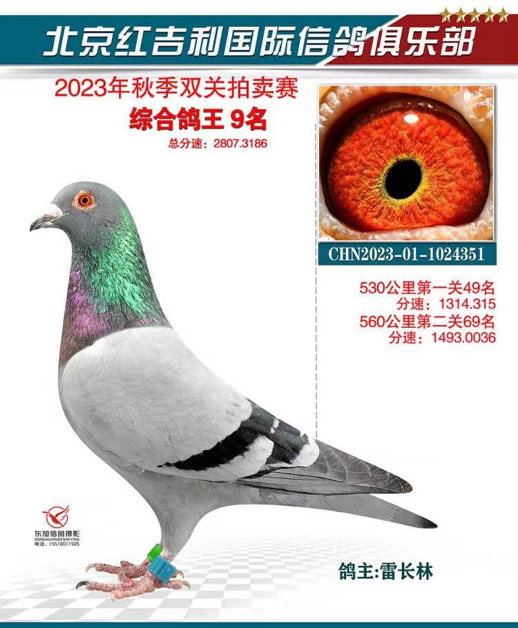 信鸽在线拍卖平台 - 中国信鸽信息网