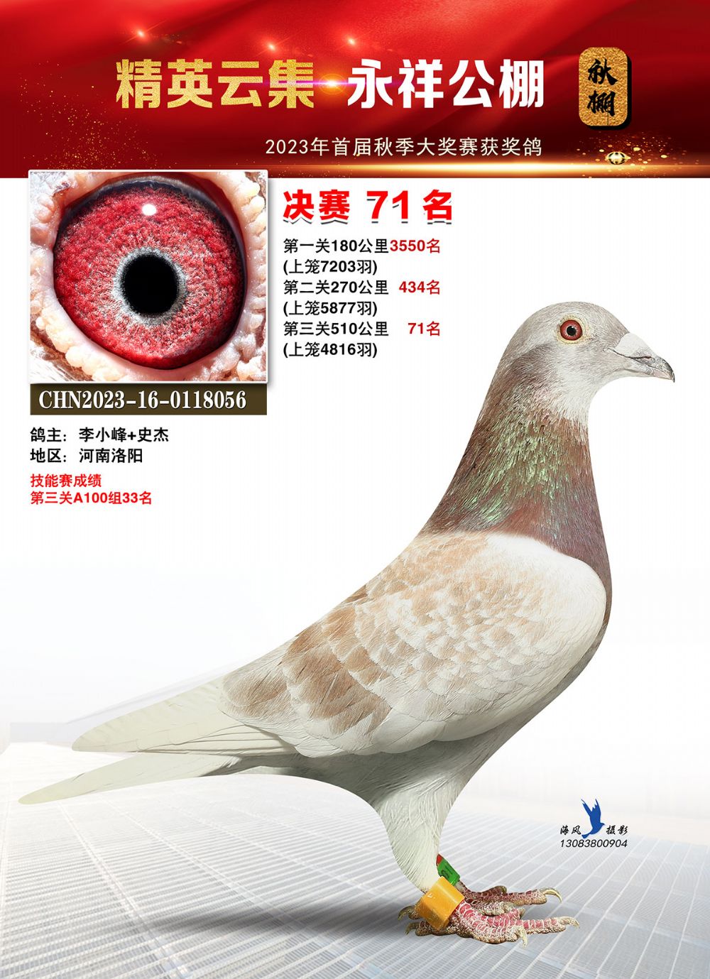 信鸽在线拍卖平台 - 中国信鸽信息网