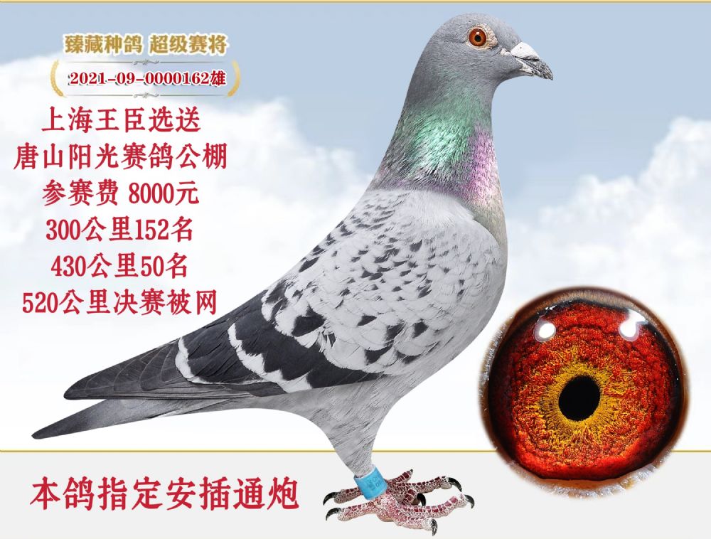 信鸽在线拍卖平台 - 中国信鸽信息网