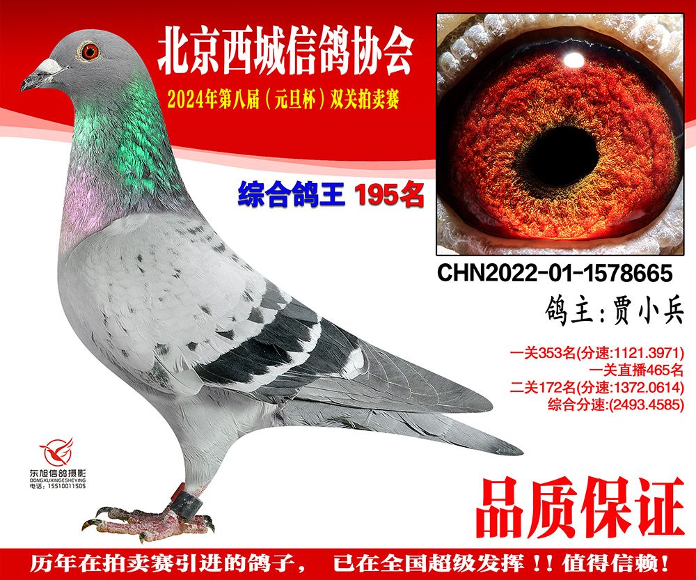 信鸽在线拍卖平台 - 中国信鸽信息网