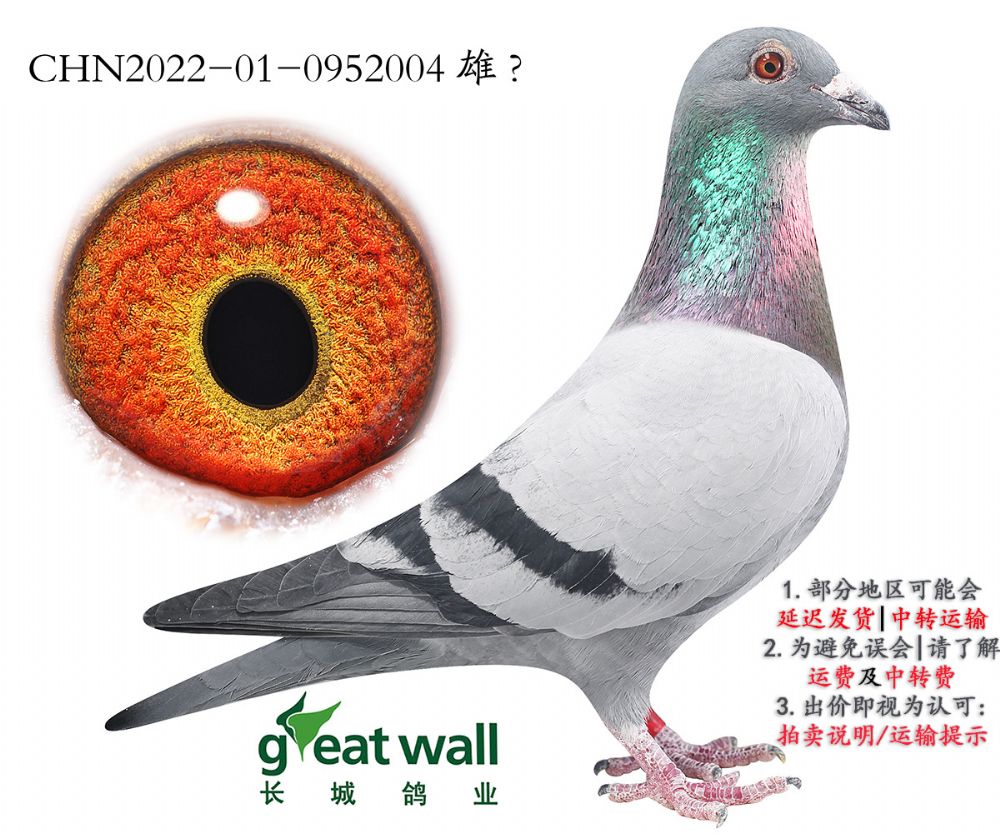 信鸽在线拍卖平台 - 中国信鸽信息网