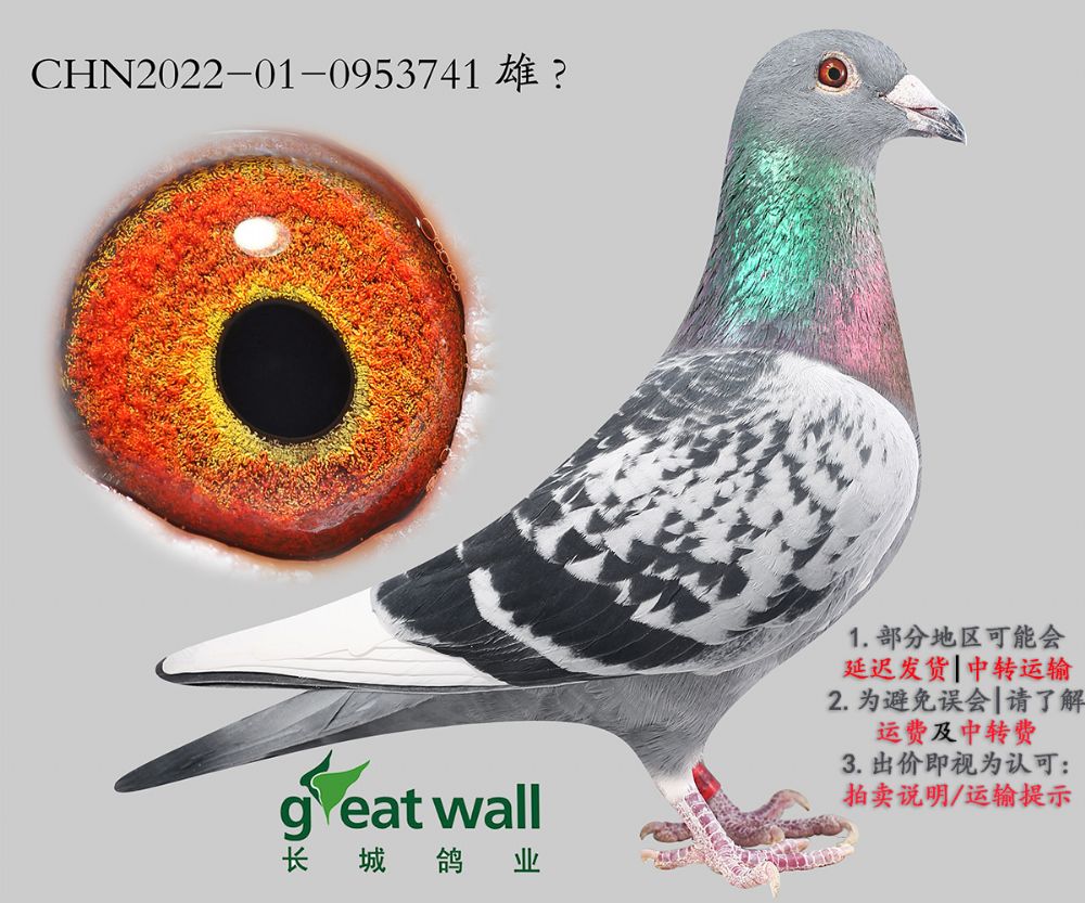 信鸽在线拍卖平台 - 中国信鸽信息网