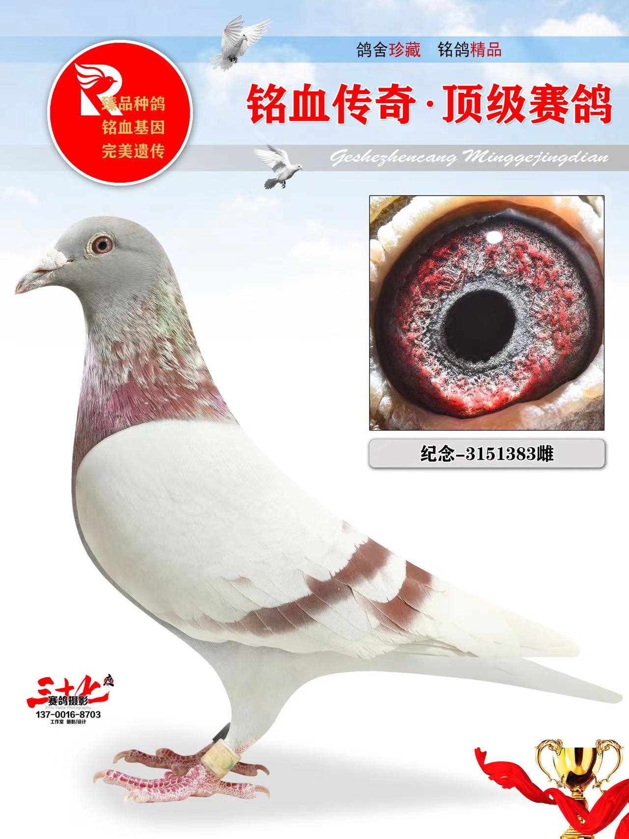 信鸽在线拍卖平台 - 中国信鸽信息网