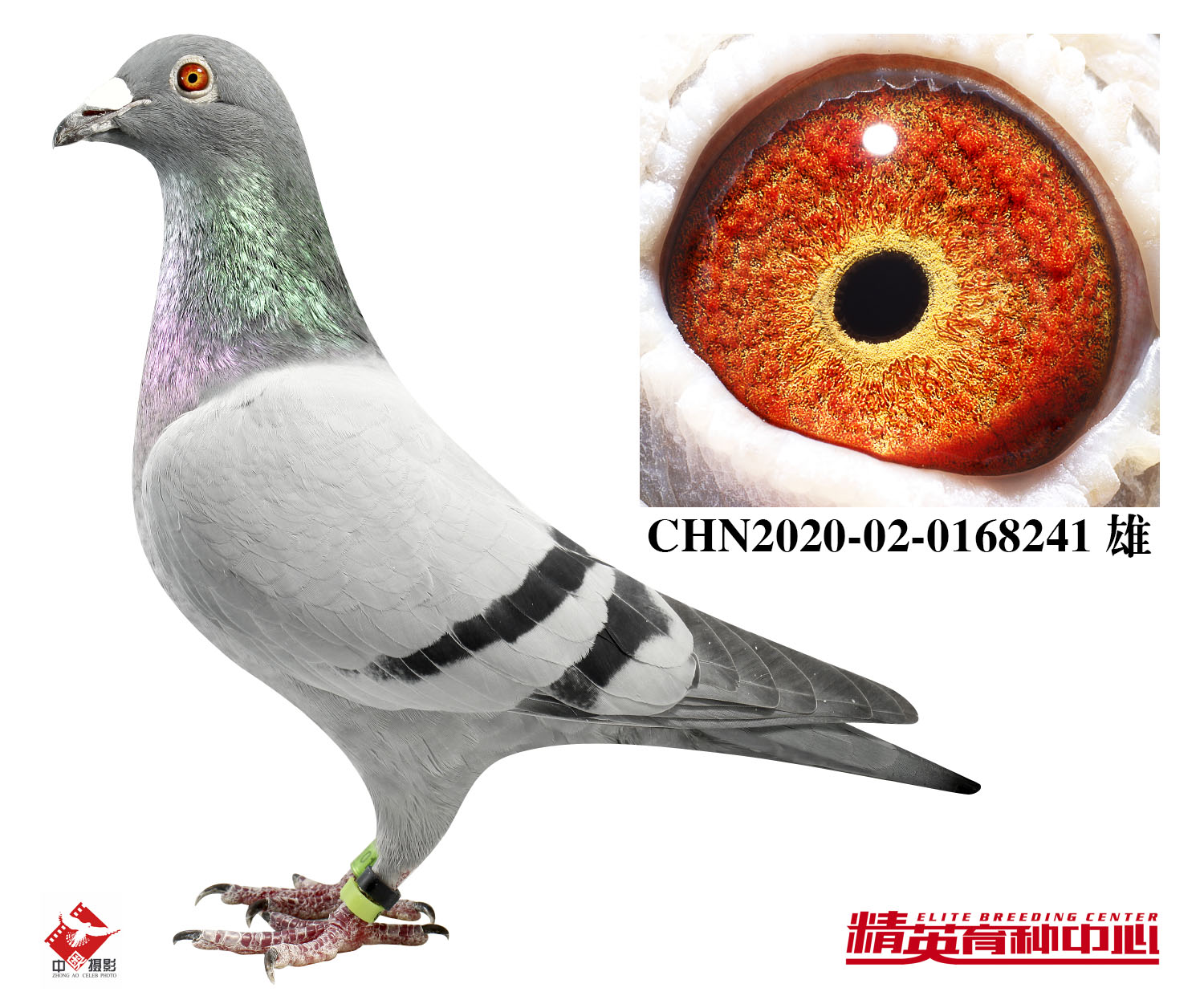 信鸽在线拍卖平台 - 中国信鸽信息网