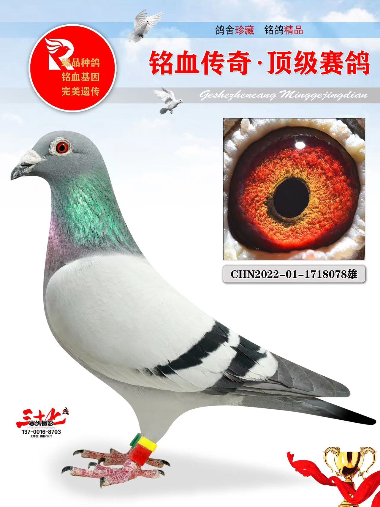 信鸽在线拍卖平台 - 中国信鸽信息网