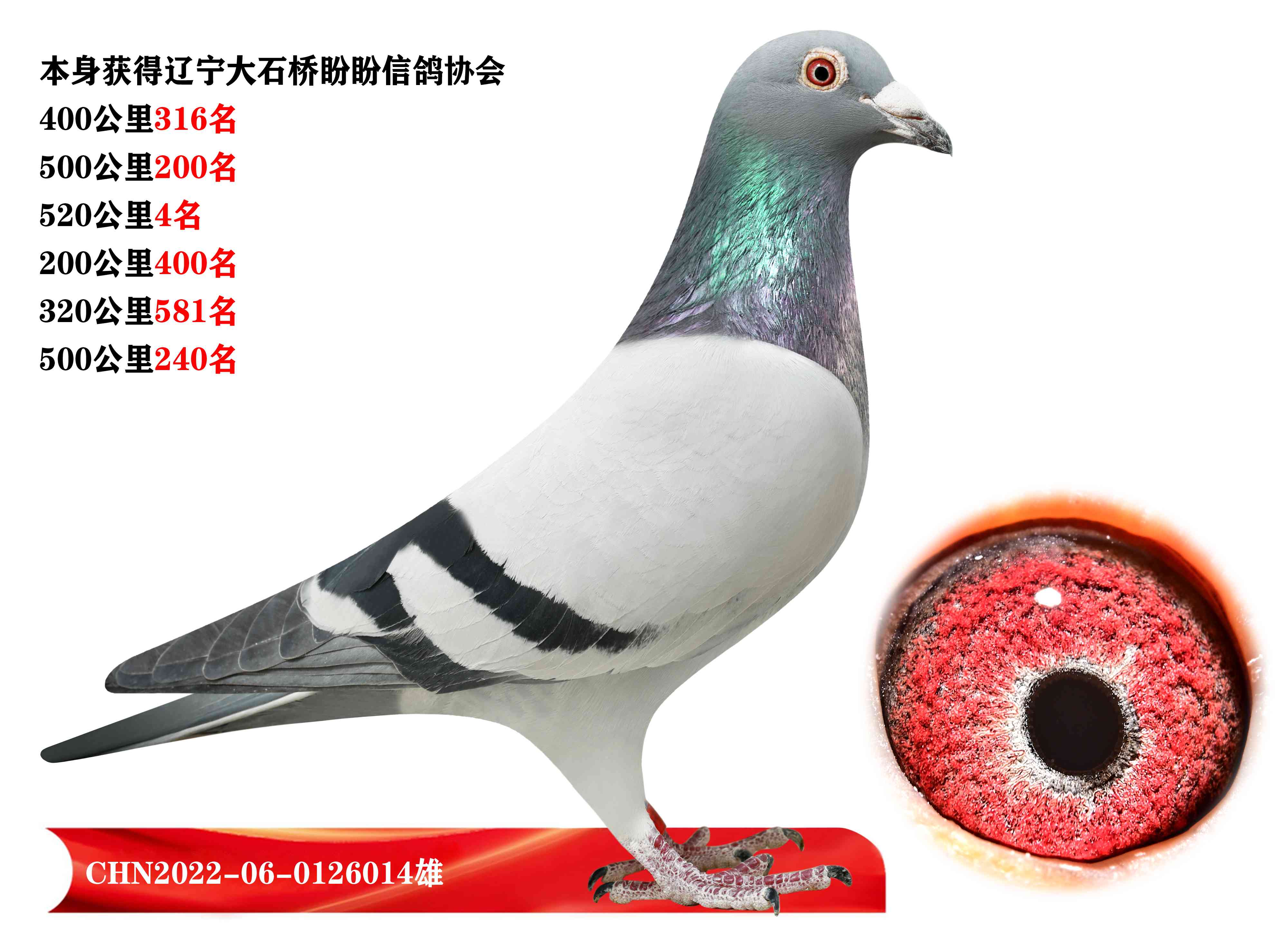 信鸽在线拍卖平台 - 中国信鸽信息网