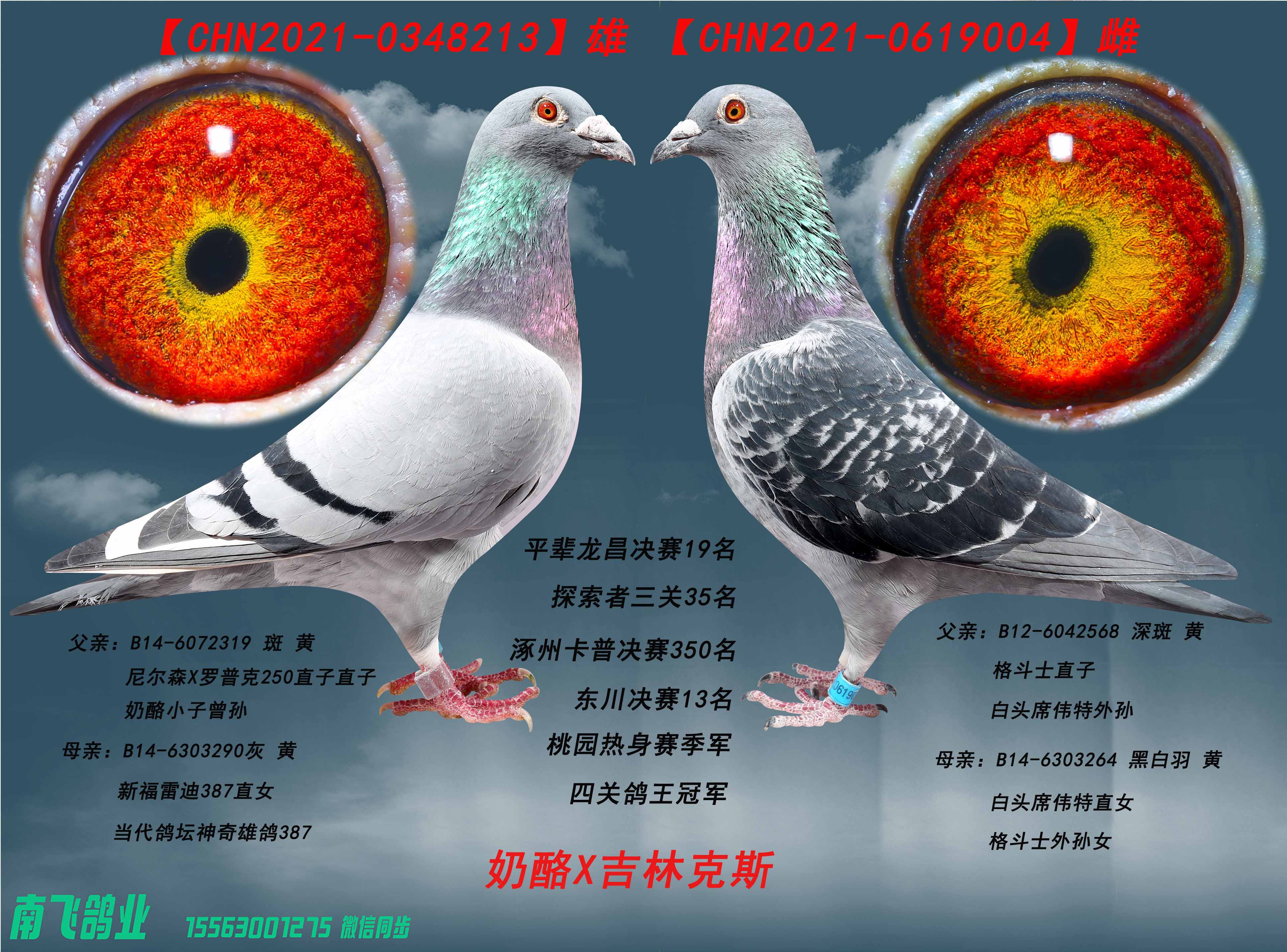 信鸽在线拍卖平台 - 中国信鸽信息网