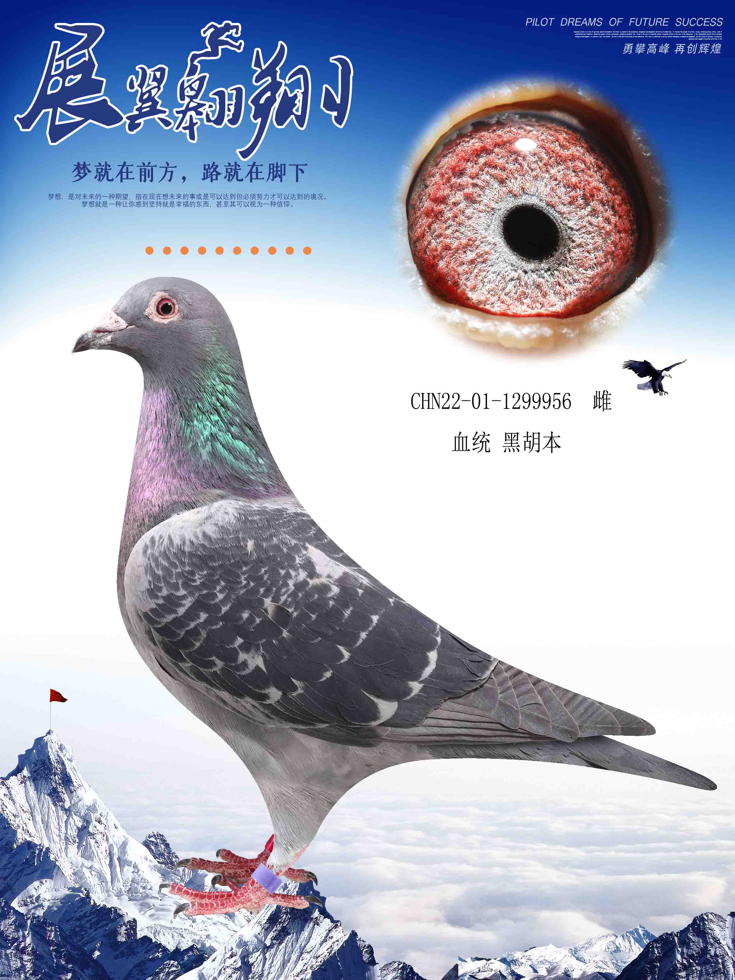 信鸽在线拍卖平台 - 中国信鸽信息网