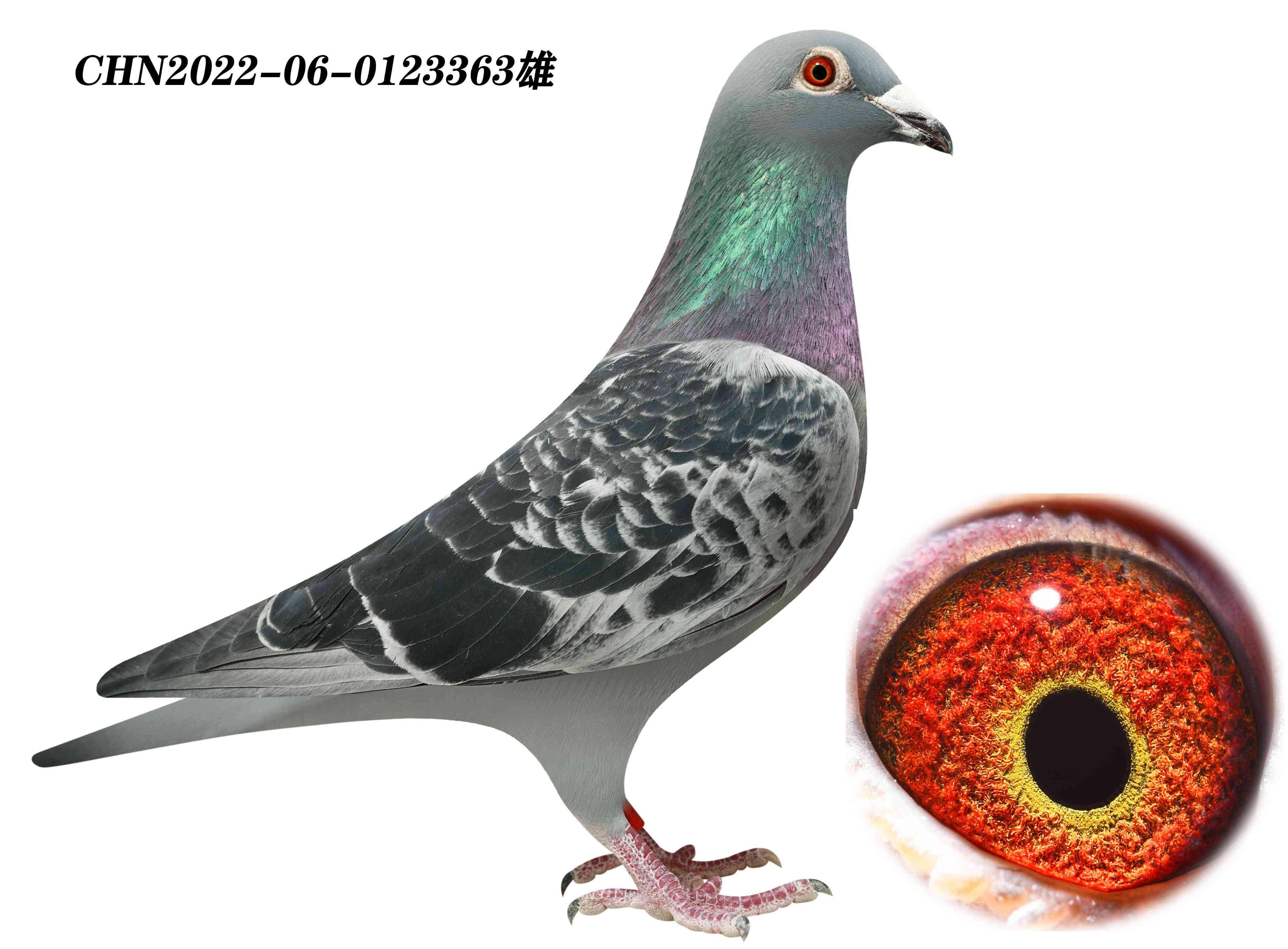 信鸽在线拍卖平台 - 中国信鸽信息网