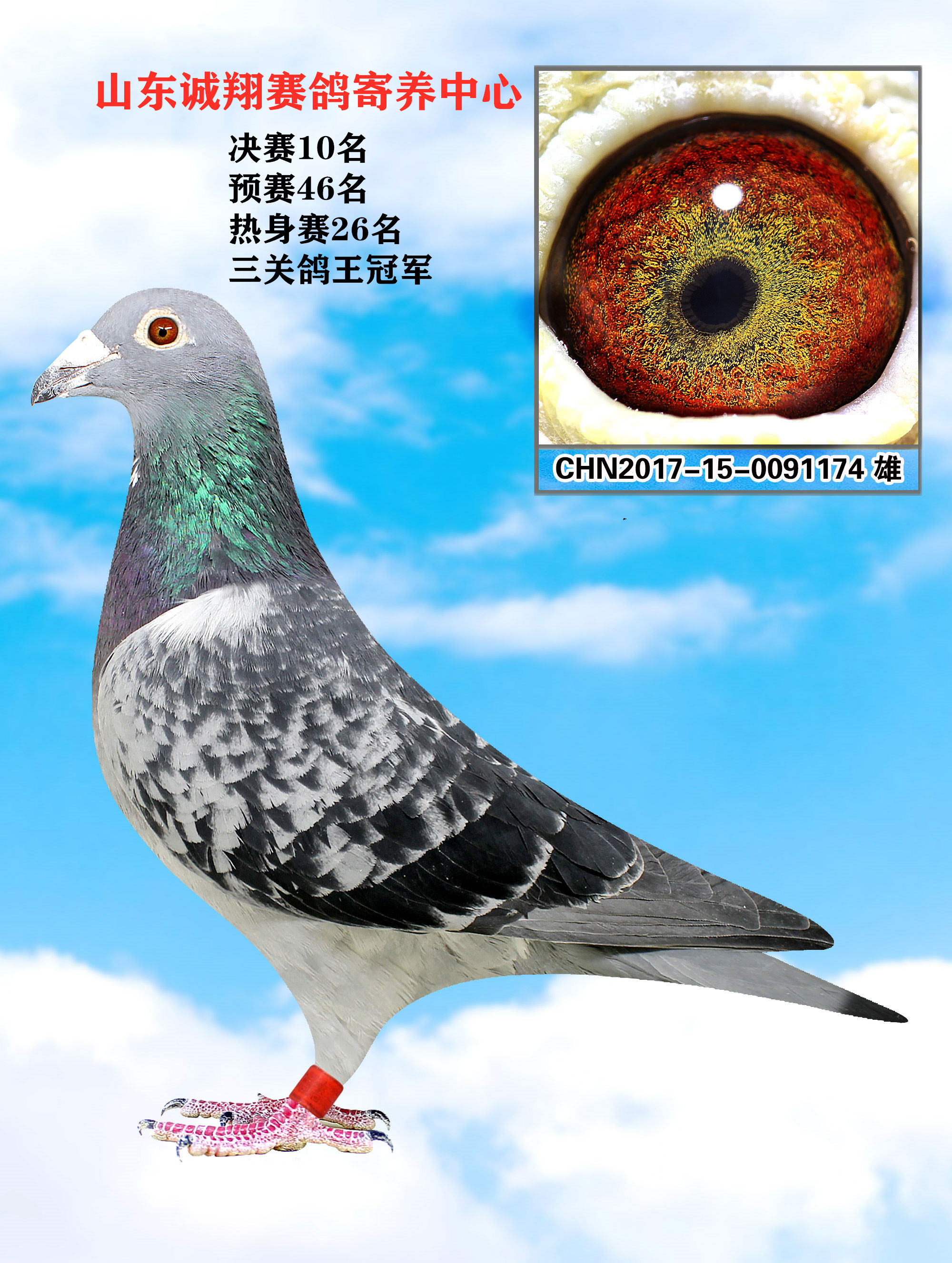 信鸽在线拍卖平台 - 中国信鸽信息网