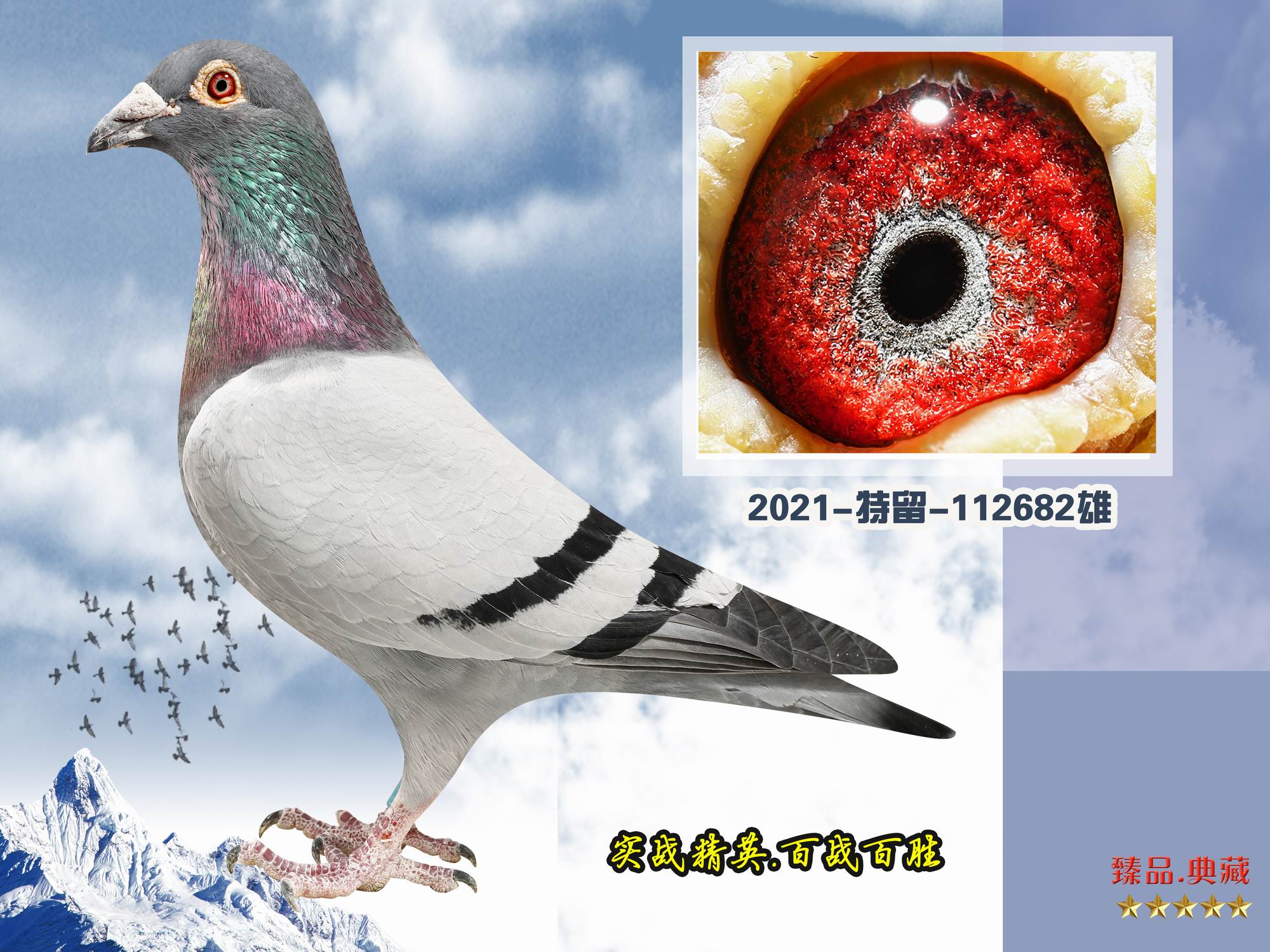 信鸽在线拍卖平台 - 中国信鸽信息网