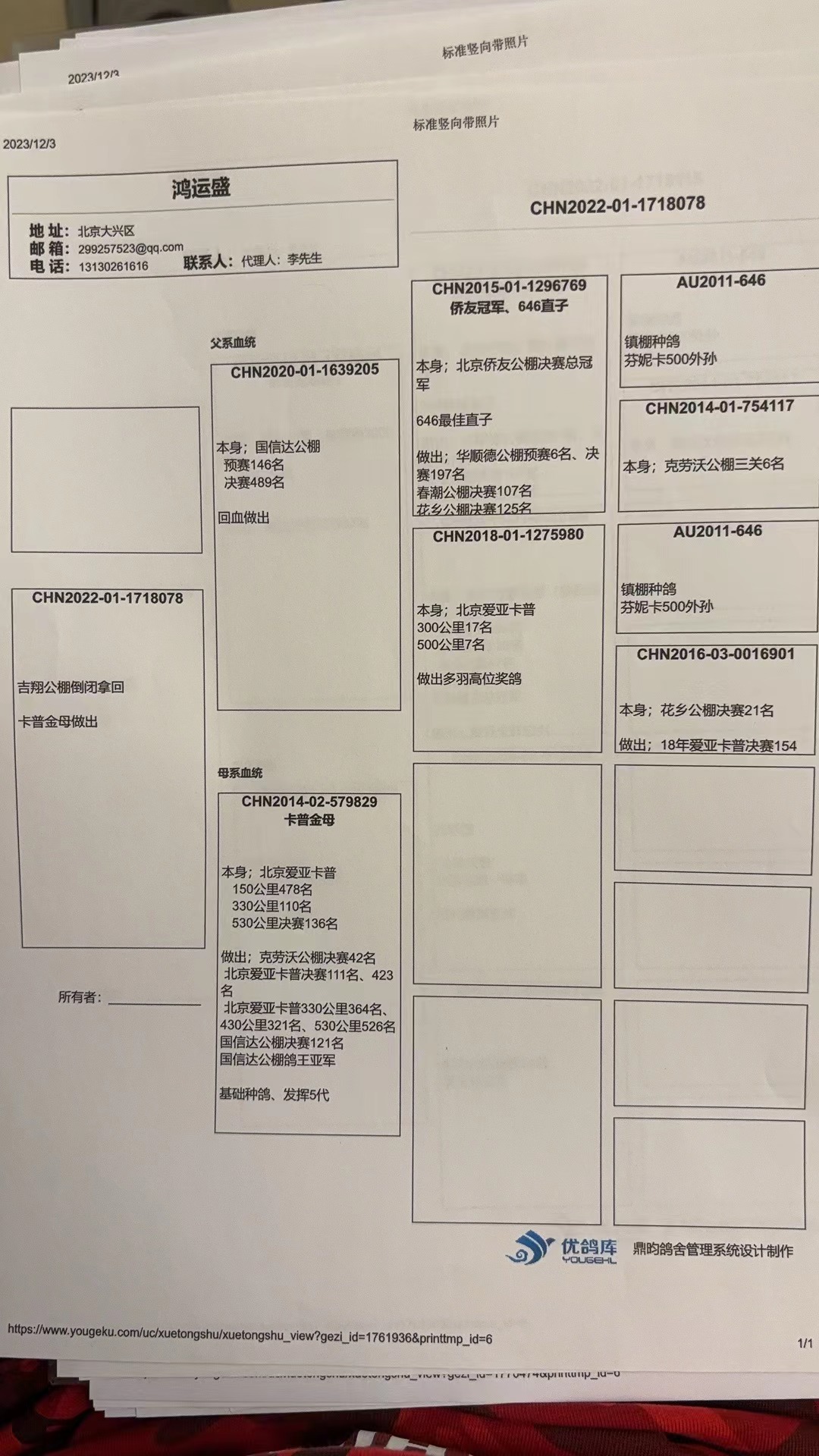 信鸽在线拍卖平台 - 中国信鸽信息网