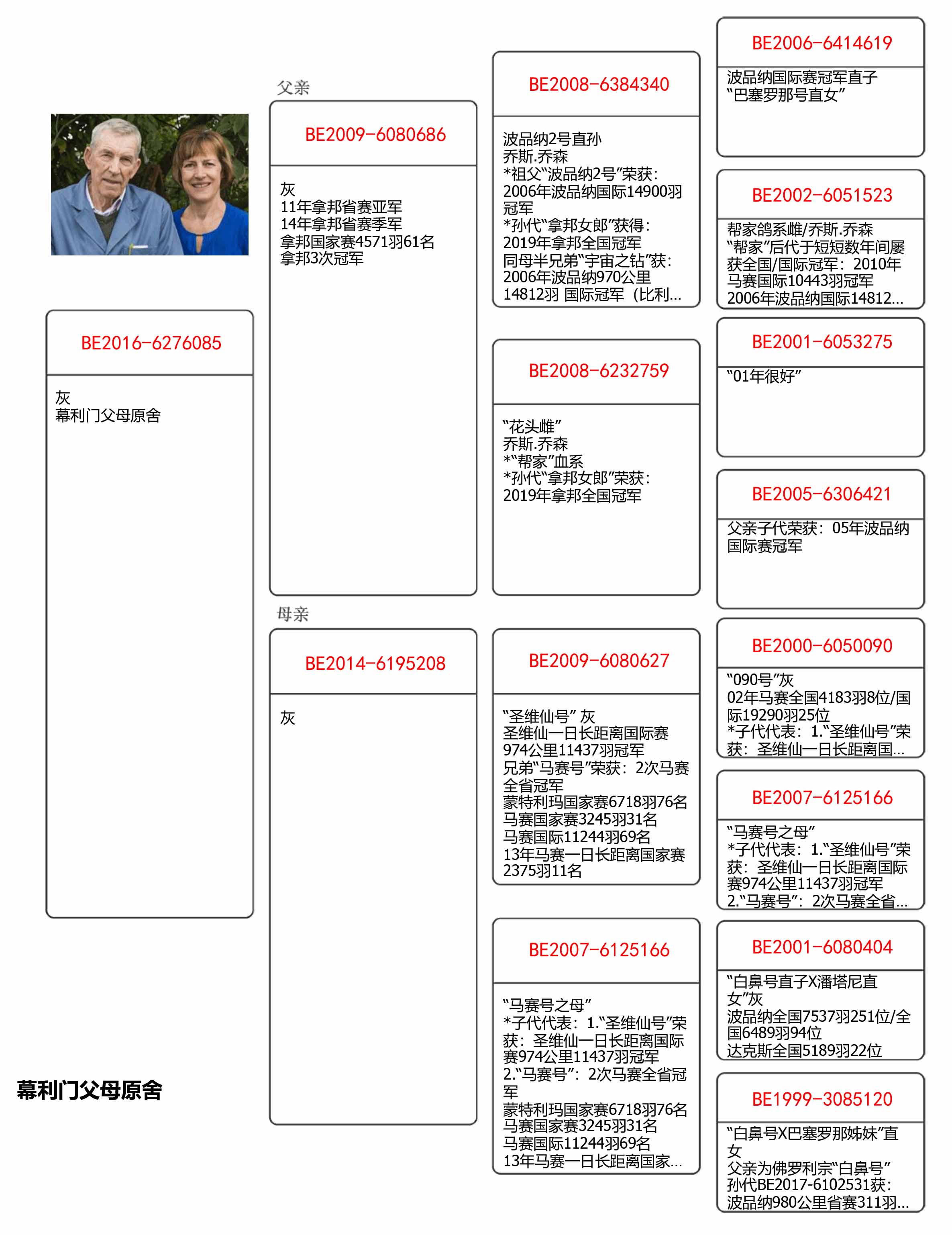 信鸽在线拍卖平台 - 中国信鸽信息网