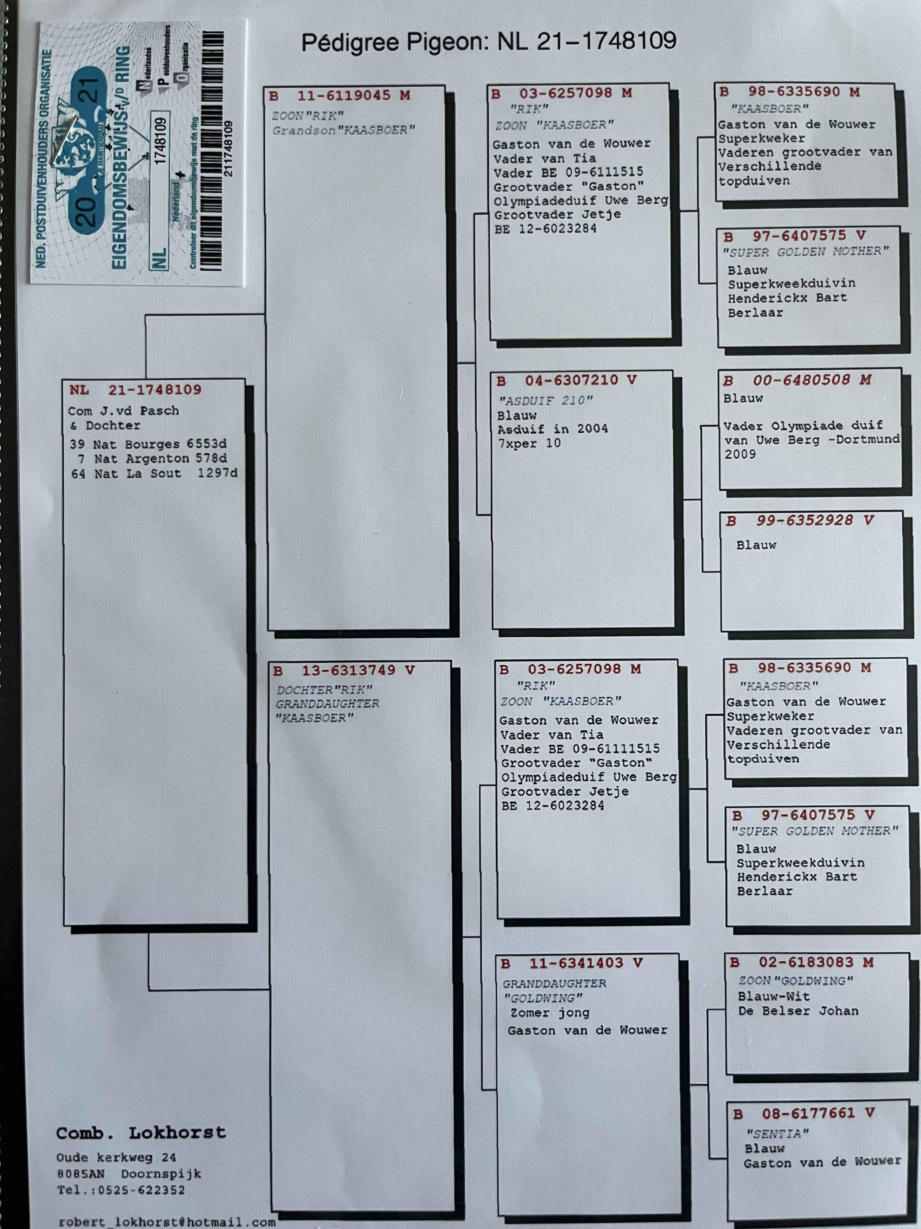 信鸽在线拍卖平台 - 中国信鸽信息网